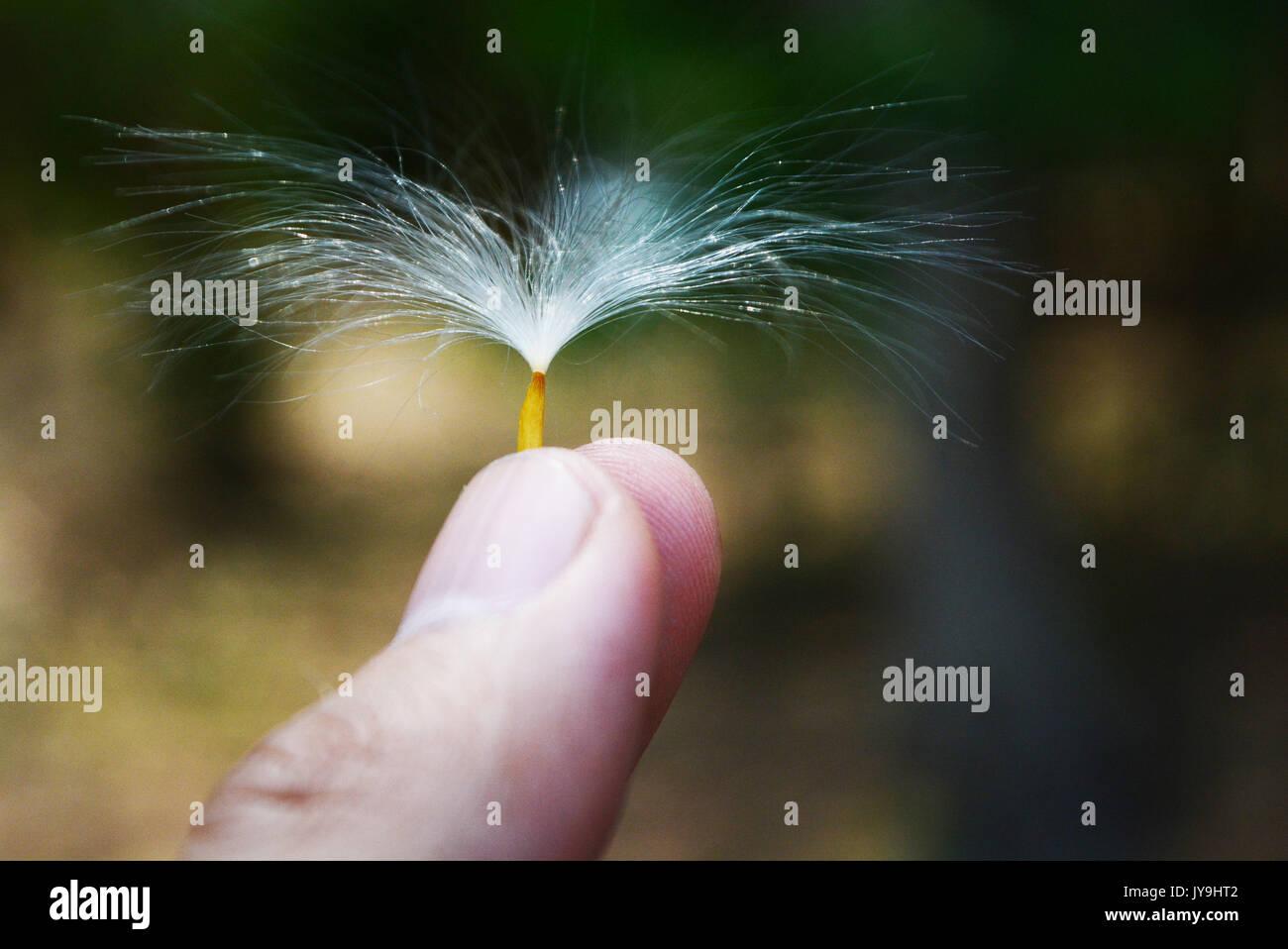 Hand holding Dandelion flower with blur nature soft background Stock ...