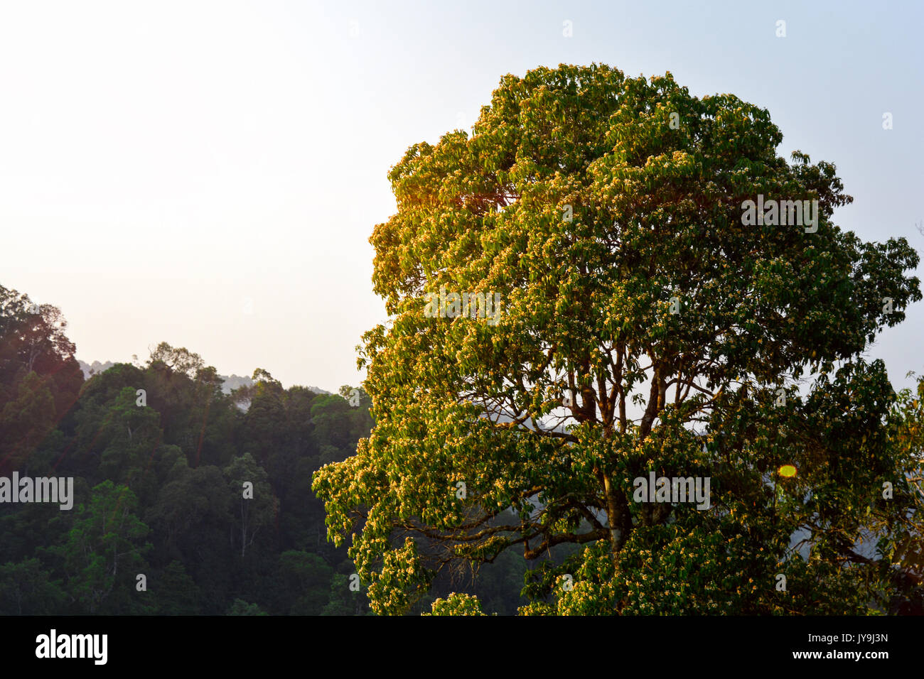 Big tree in forest with mountain and sky background Stock Photo - Alamy