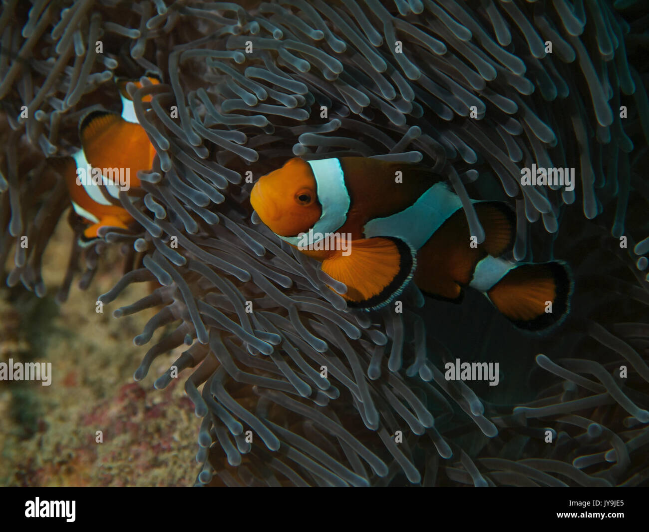 Pair of False Clownfish Stock Photo - Alamy