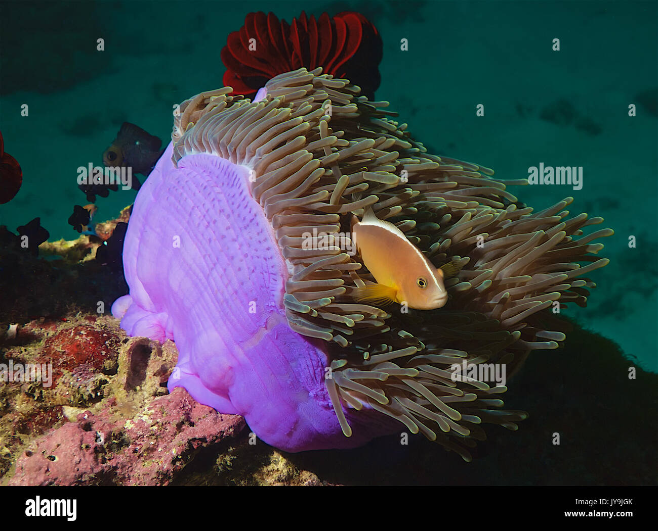 Dory finding nemo hi-res stock photography and images - Alamy