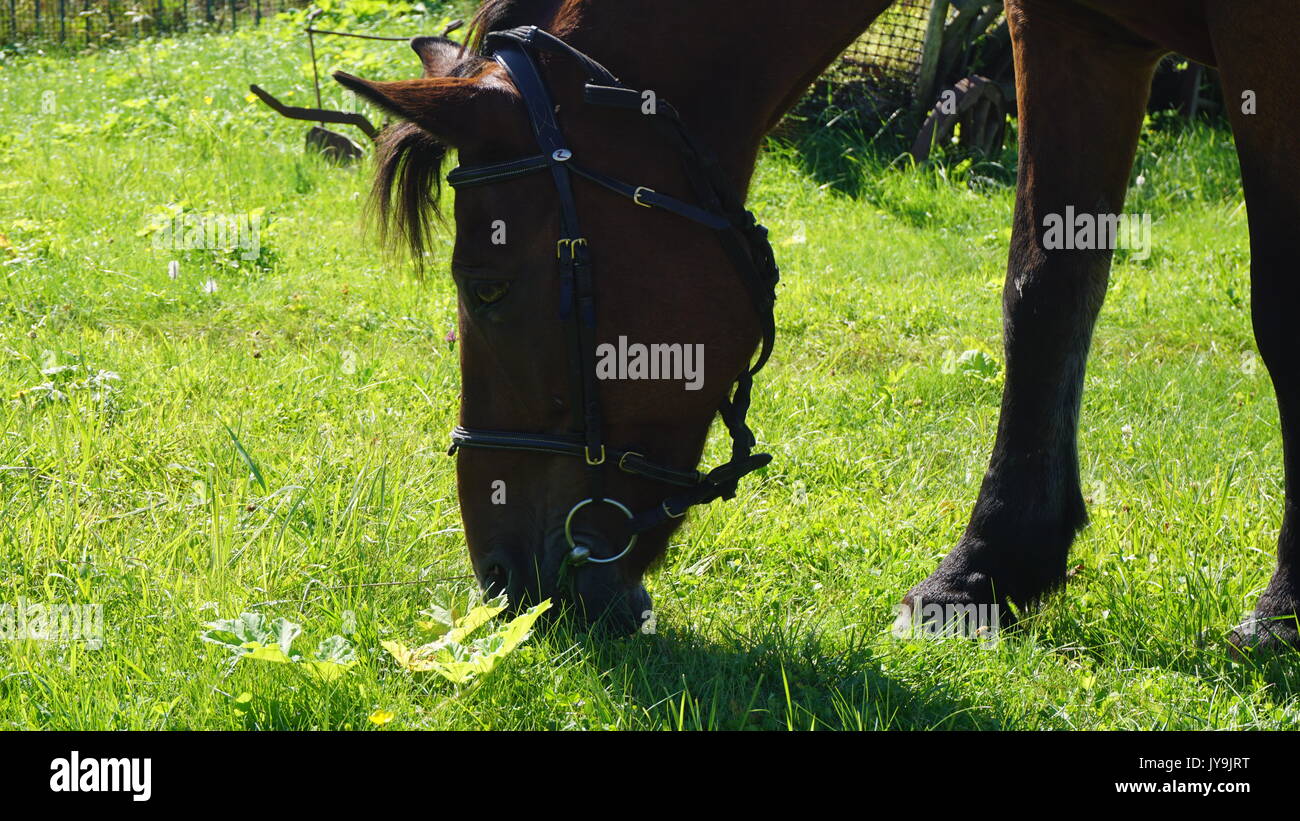 Russia Countryside home and animals Stock Photo - Alamy
