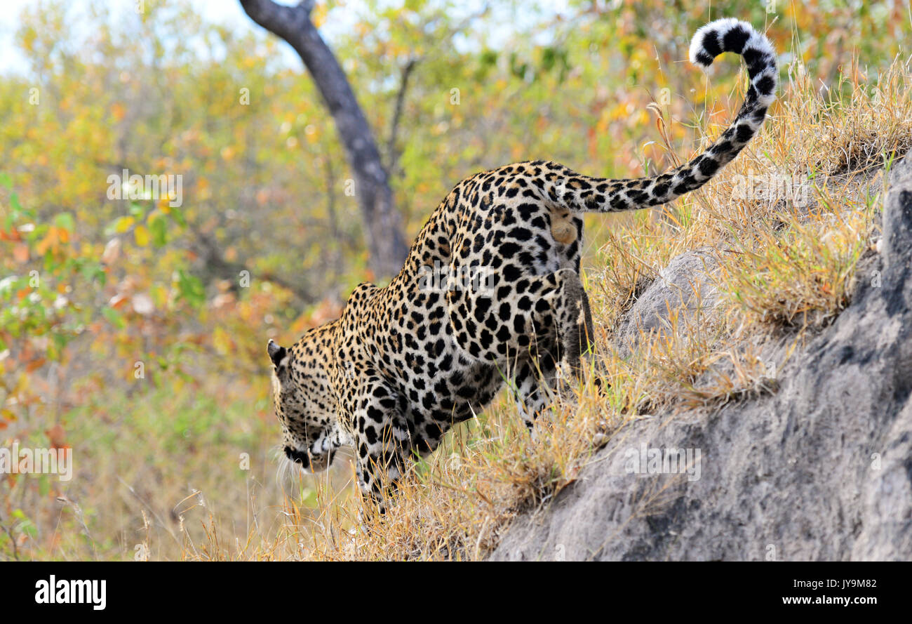 Sabi Sand Safari Stock Photo - Alamy