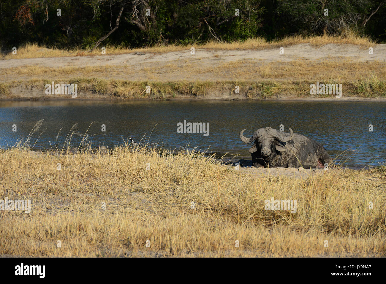 Sabi Sand Safari Stock Photo - Alamy