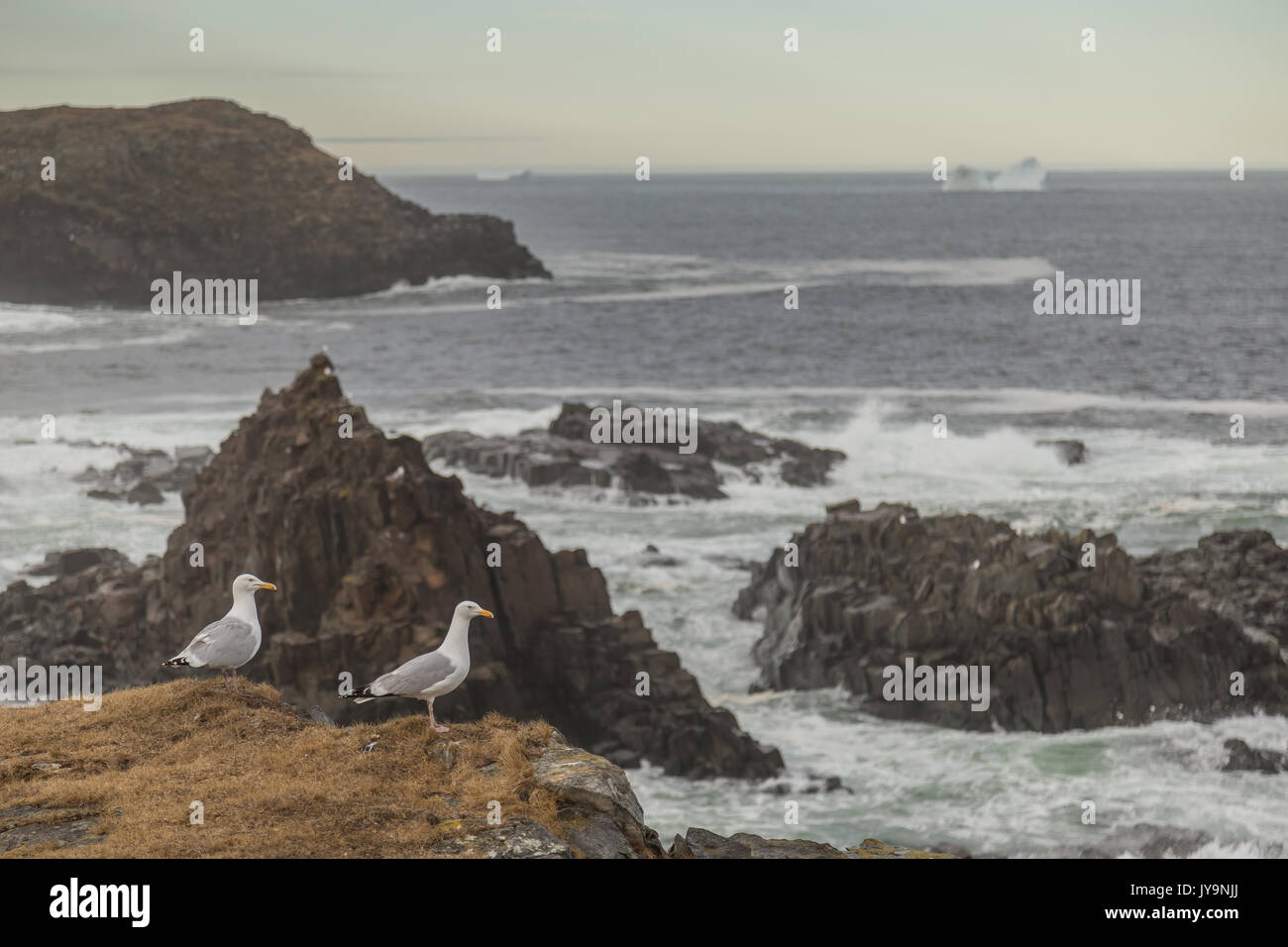 Seagulls on a cliffside and white rapids in the sea in Elliston ...