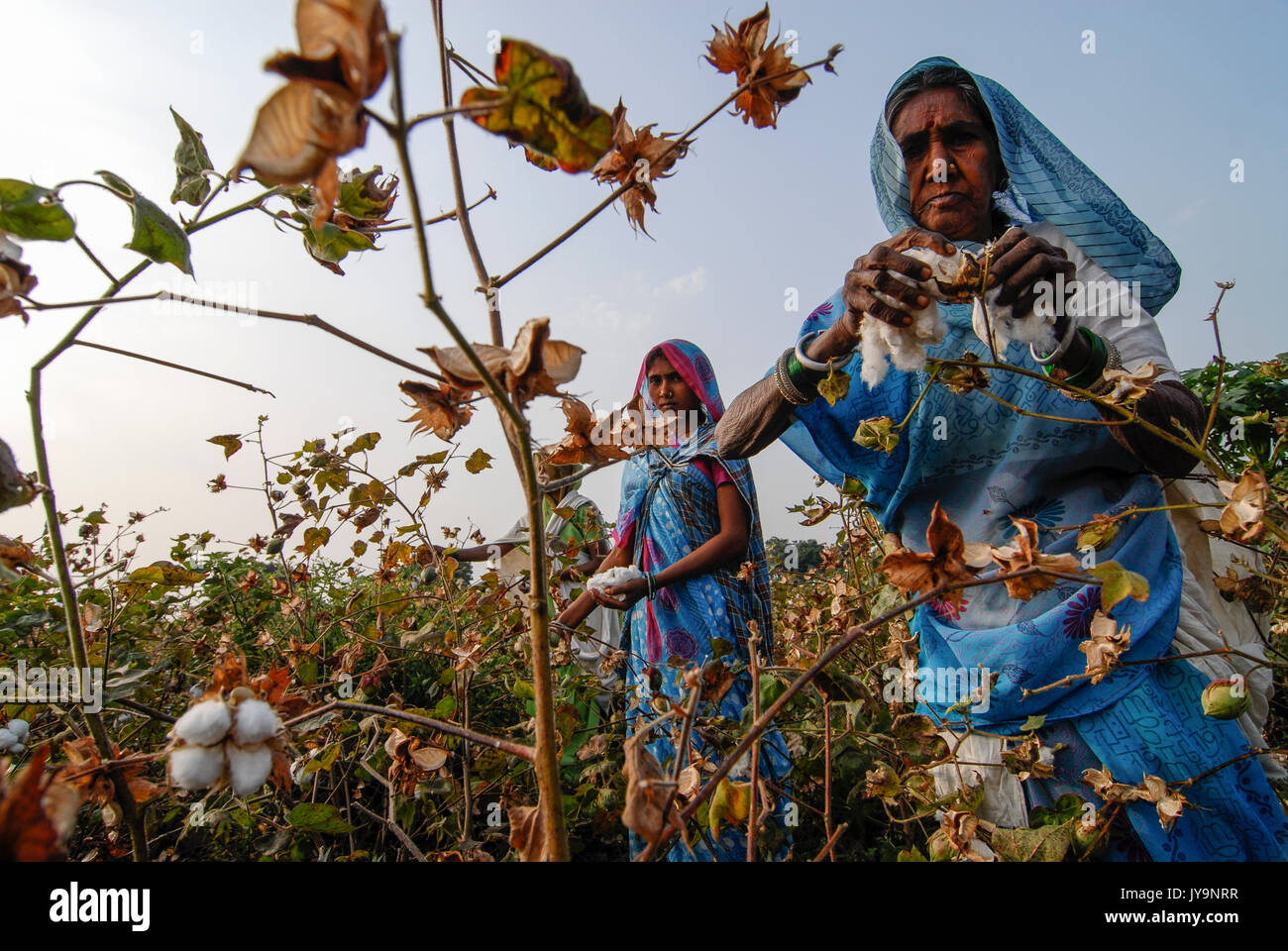 INDIA Madhya Pradesh , organic cotton project bioRe in Kasrawad , woman ...