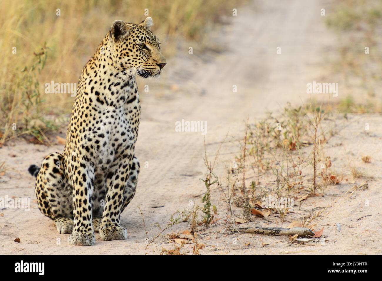 Sabi Sand Safari Stock Photo - Alamy