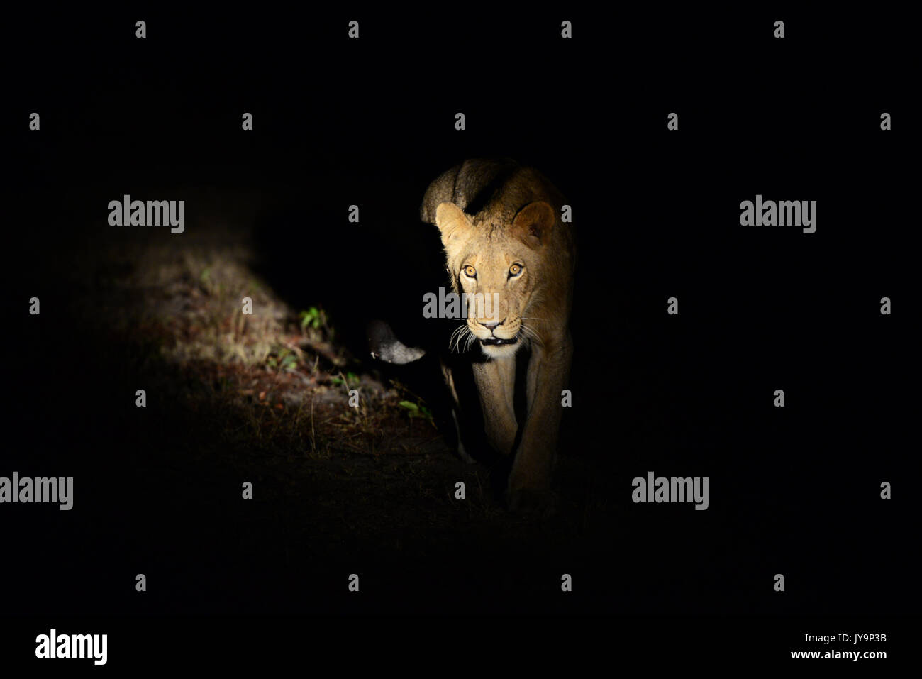 Sabi Sand Safari Stock Photo - Alamy
