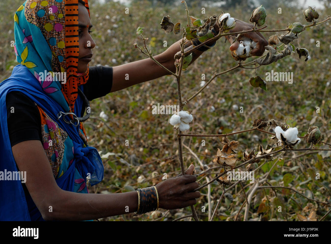 INDIA Madhya Pradesh , organic cotton project bioRe in Kasrawad , woman ...