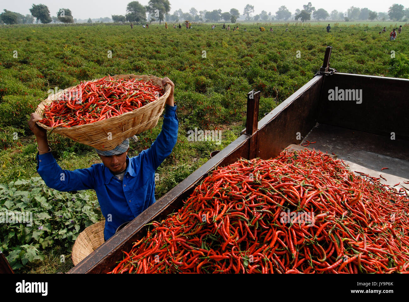 India chili pepper field hi-res stock photography and images - Alamy