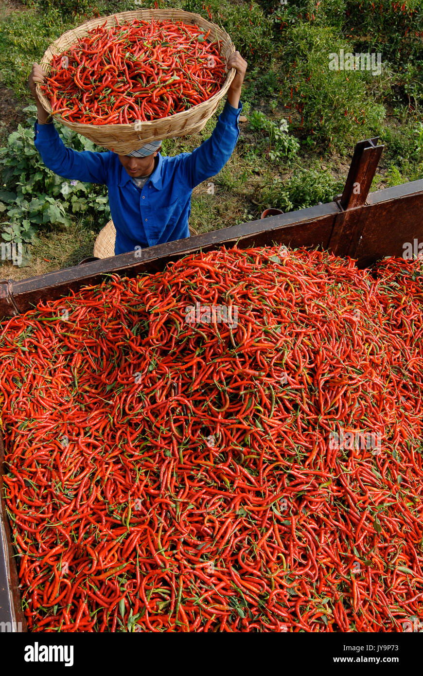 Chilli Pepper Harvest High Resolution Stock Photography and Images - Alamy