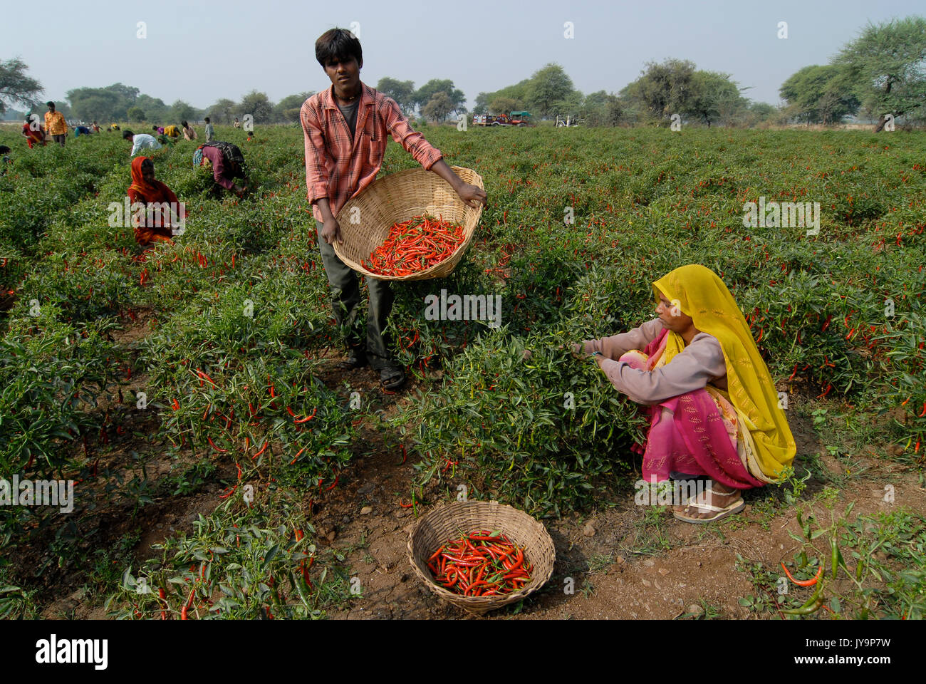 INDIA Madhya Pradesh , harvest of red chilies at farm / INDIEN, Ernte ...
