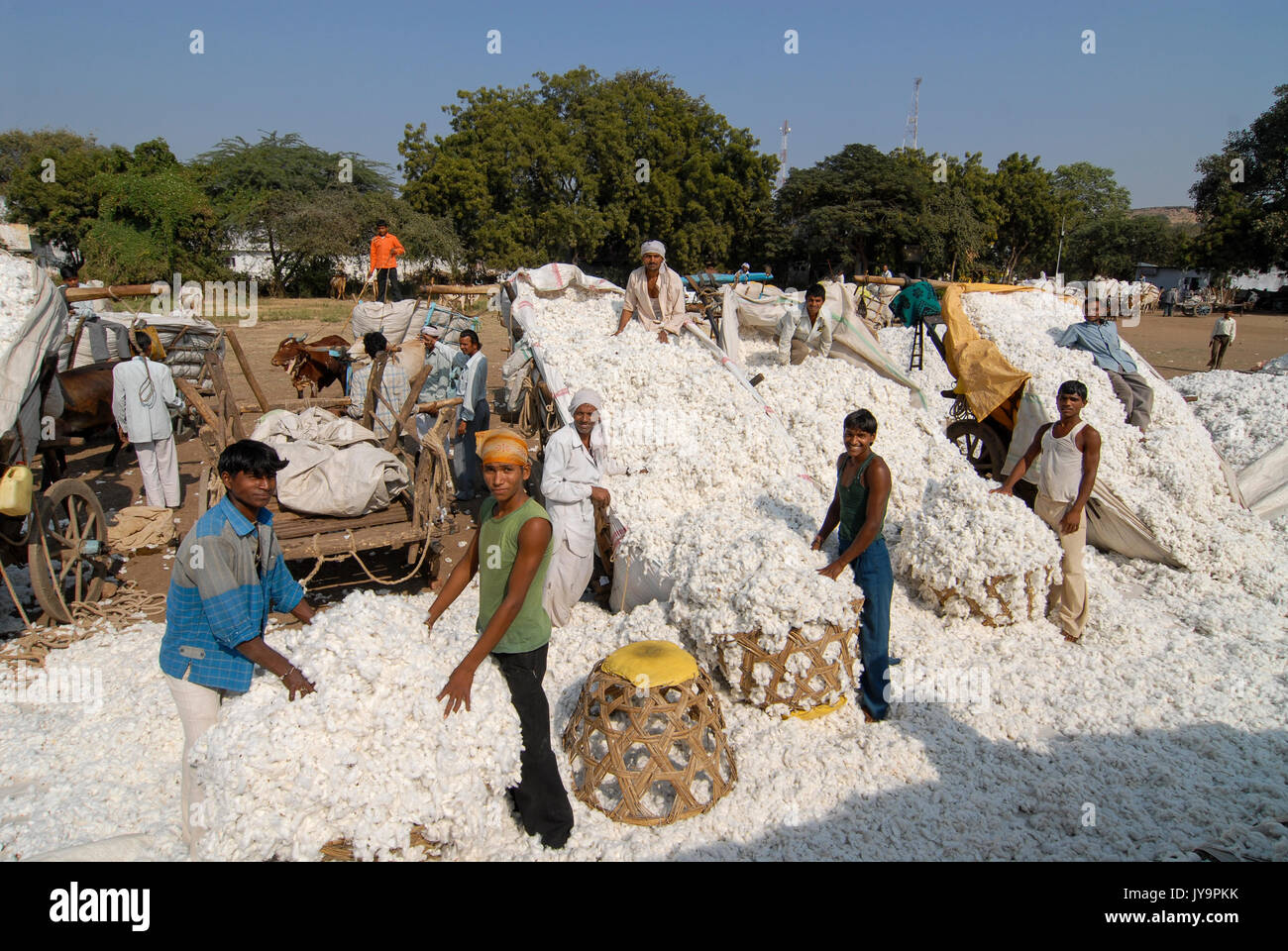 INDIA, Madhya Pradesh Kasrawad , farmer supply harvested cotton in ...