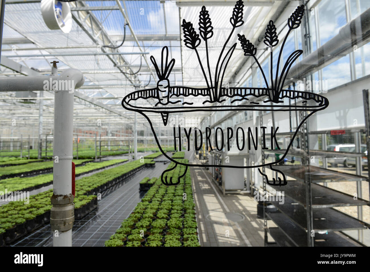 GERMANY, Berlin, combined Basil and Tilapia fish farm of start up ECF ...