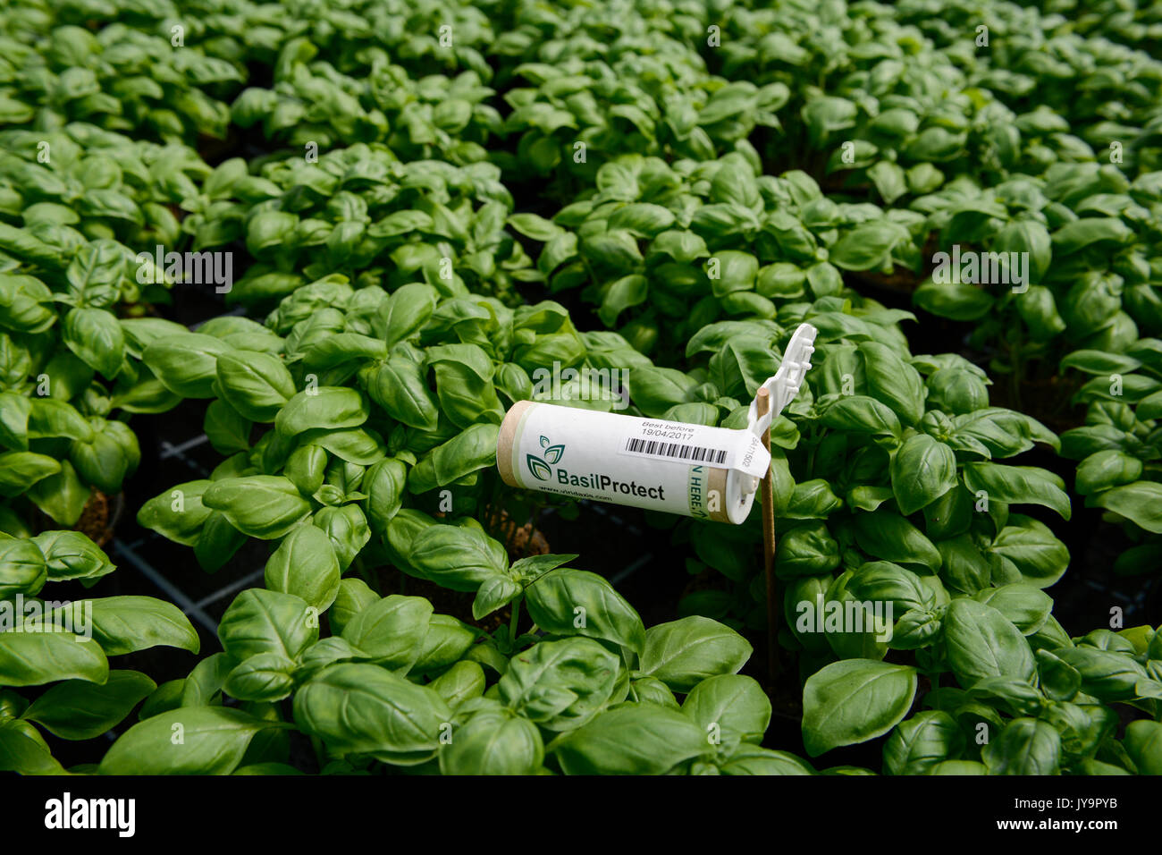 GERMANY, Berlin, combined Basil and Tilapia fish farm of start up ECF ...