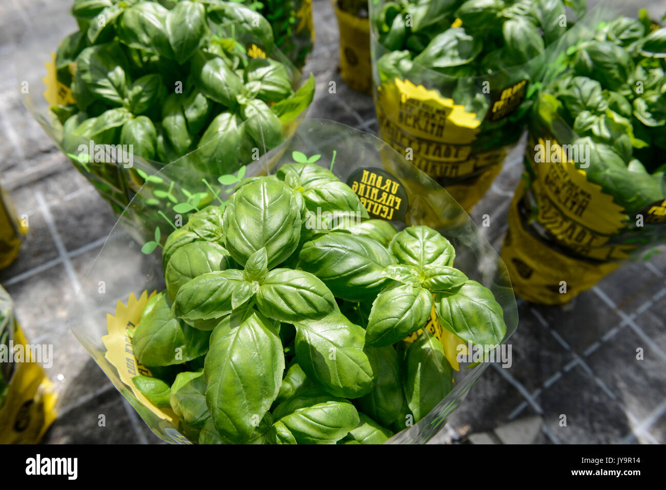 Basil start hi-res stock photography and images - Alamy