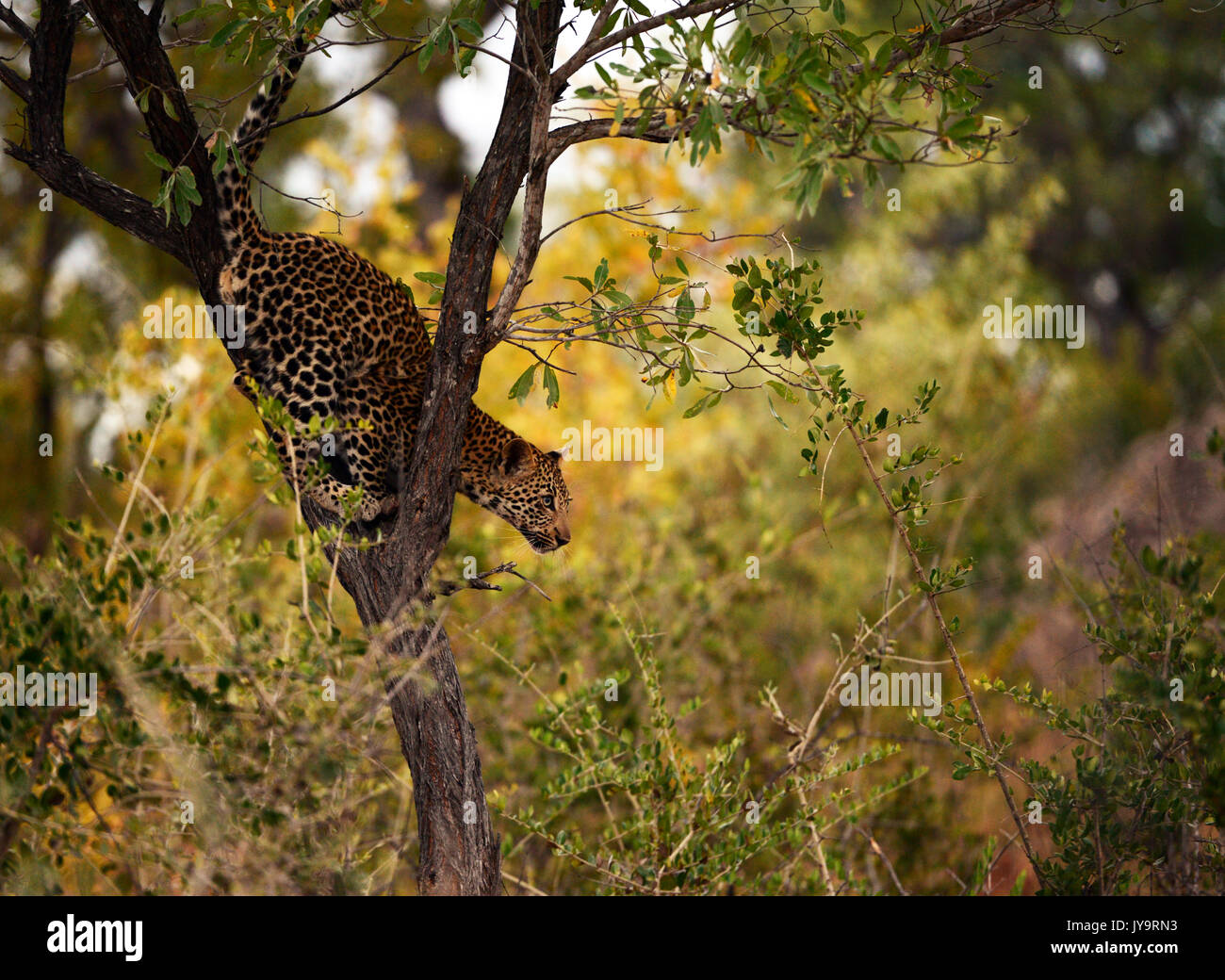Sabi Sand Safari Stock Photo - Alamy