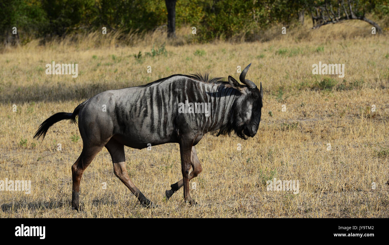 Sabi Sand Safari Stock Photo - Alamy