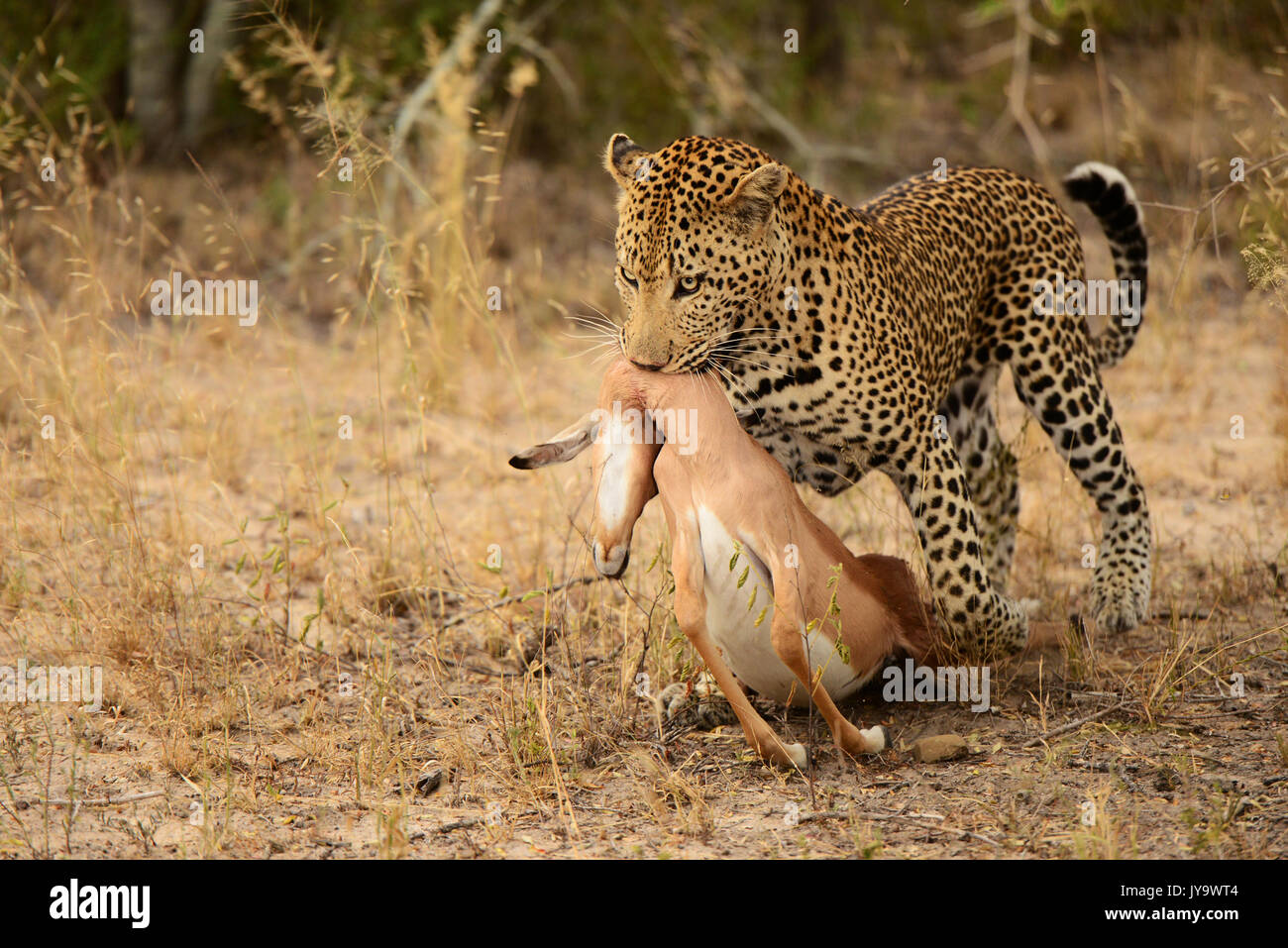 Sabi Sand Safari Stock Photo - Alamy