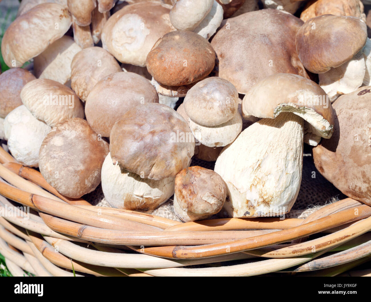 Fungi To Forage High Resolution Stock Photography and Images - Alamy