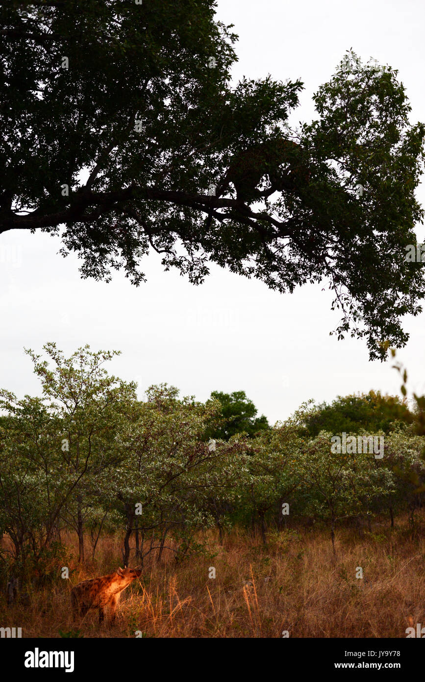 Sabi Sand Safari Stock Photo - Alamy