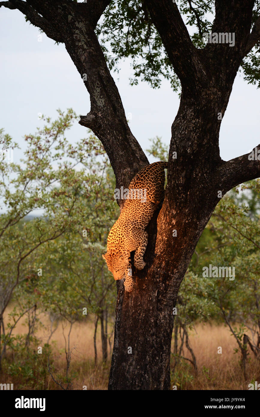Kruger sabi sand leopard drive hi-res stock photography and images - Alamy