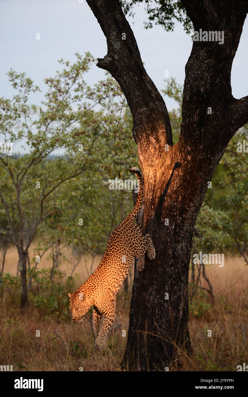 Sabi Sand Safari Stock Photo - Alamy