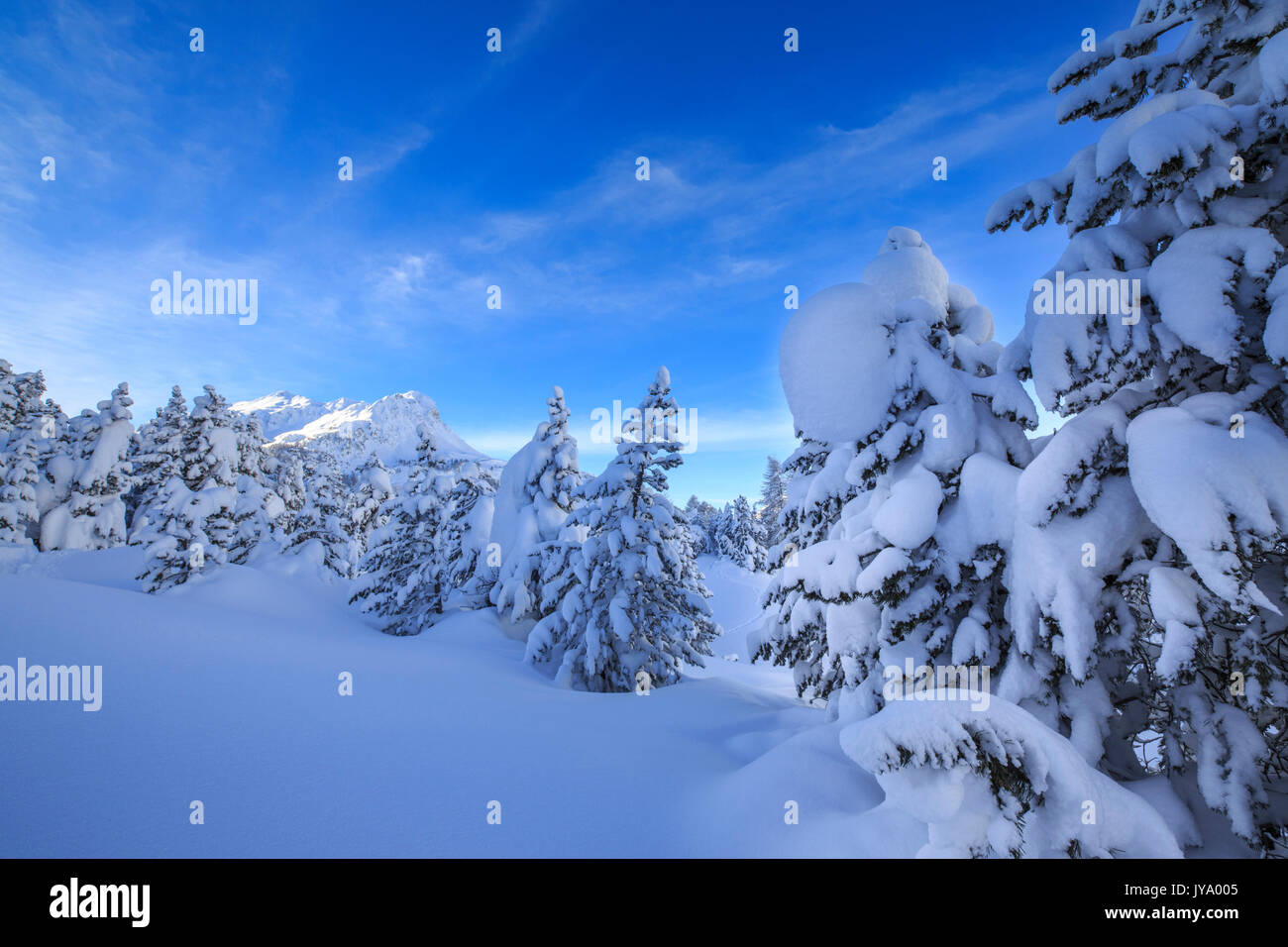 The heavy snowfall covered trees and the peaks around Maloja Canton of ...
