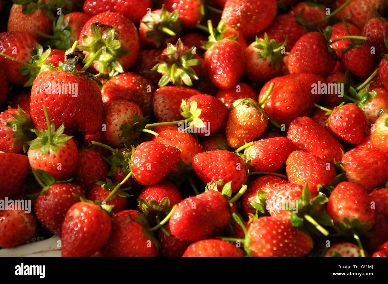 The first garden strawberry was grown in France during the late 18th ...