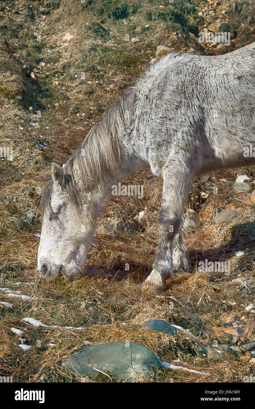 Asian feral horse. Long hair, low body, small and rectangle narrow head ...