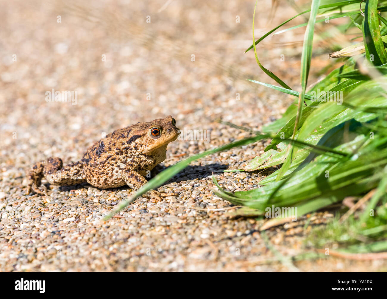 Common Toad walking alone a man made gravel path towards a grassy verge ...