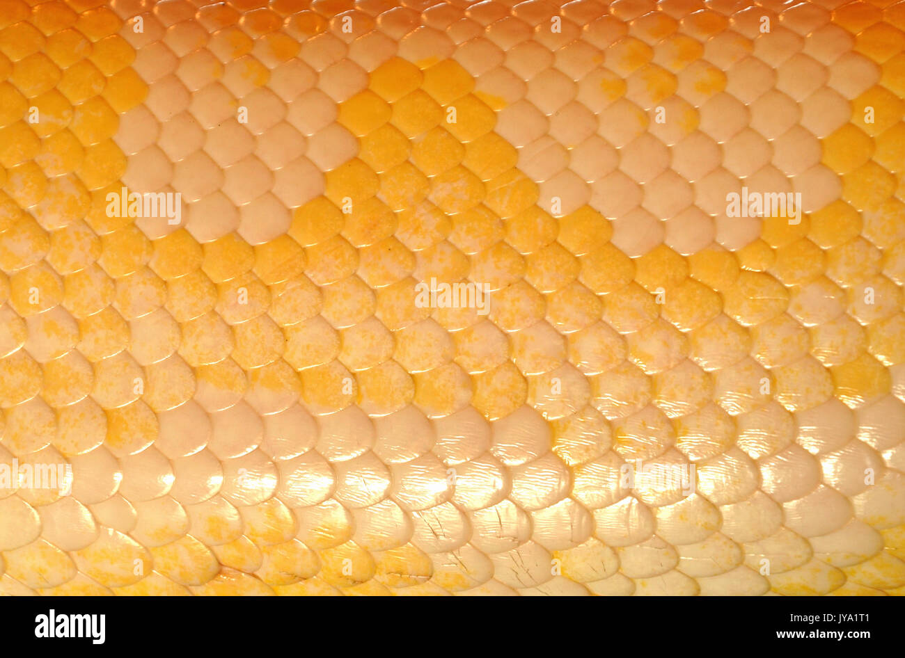Snake skin, with its highly periodic cross-hatch or grid patterns Stock ...
