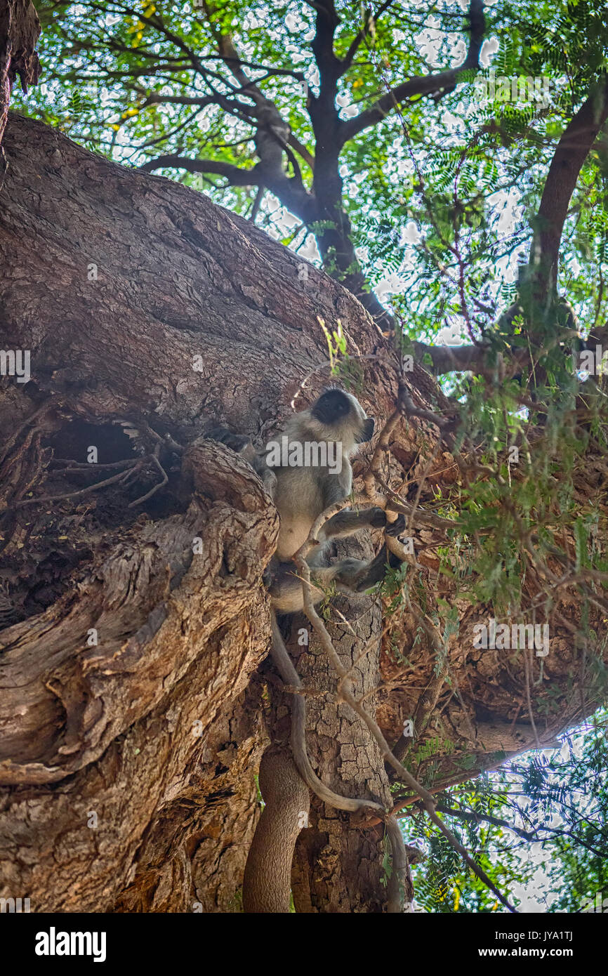 Flying soldiers of monkey God Hanuman 1. Bunch of monkeys (entellus ...