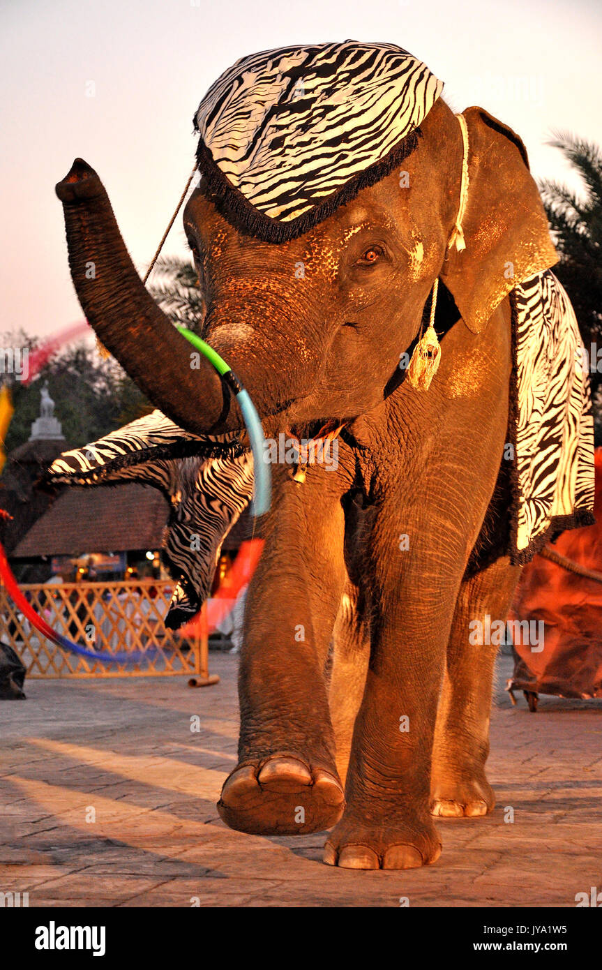 The intelligent elephants show in Chiang Mai Night Safari, thailand ...