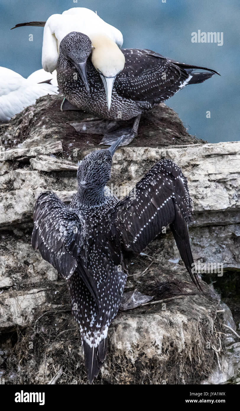 Gannets, a large sea bird with their young on the narrow cliff edge at ...