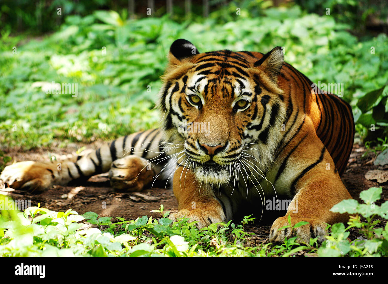 Indochinese tigers live in secluded forests in hilly to mountainous ...