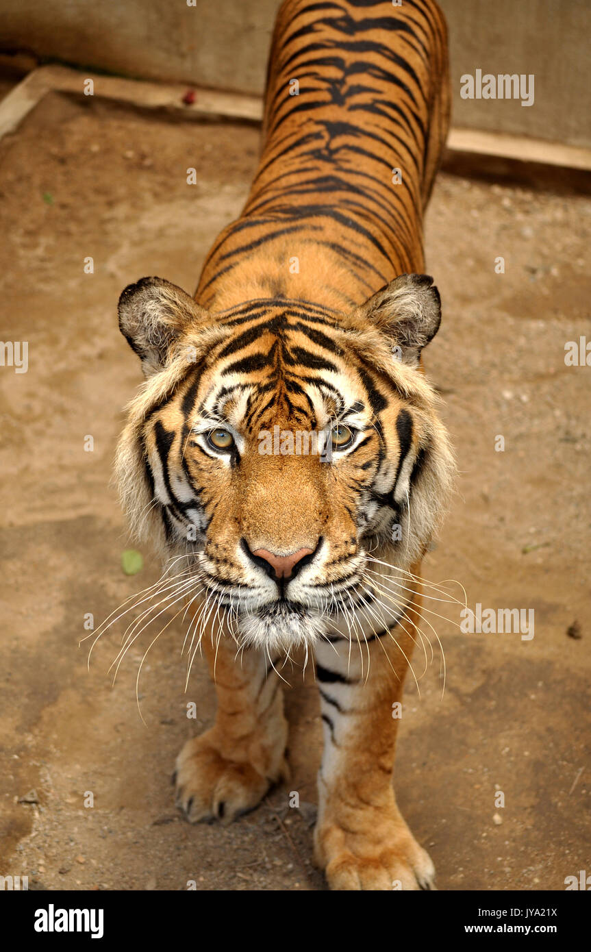 Indochinese tigers live in secluded forests in hilly to mountainous ...