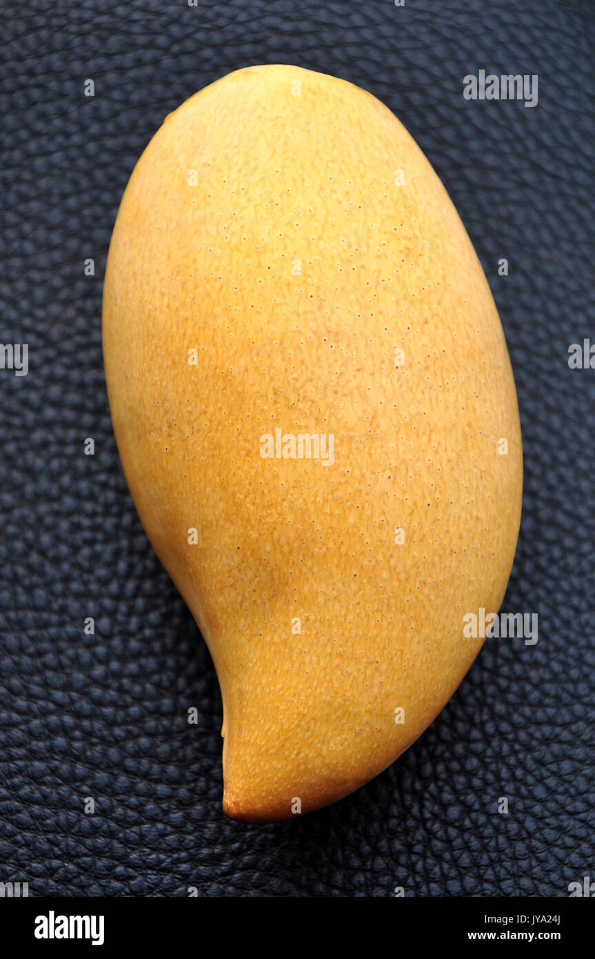 Mangoes have been cultivated in South Asia for thousands of years Stock ...