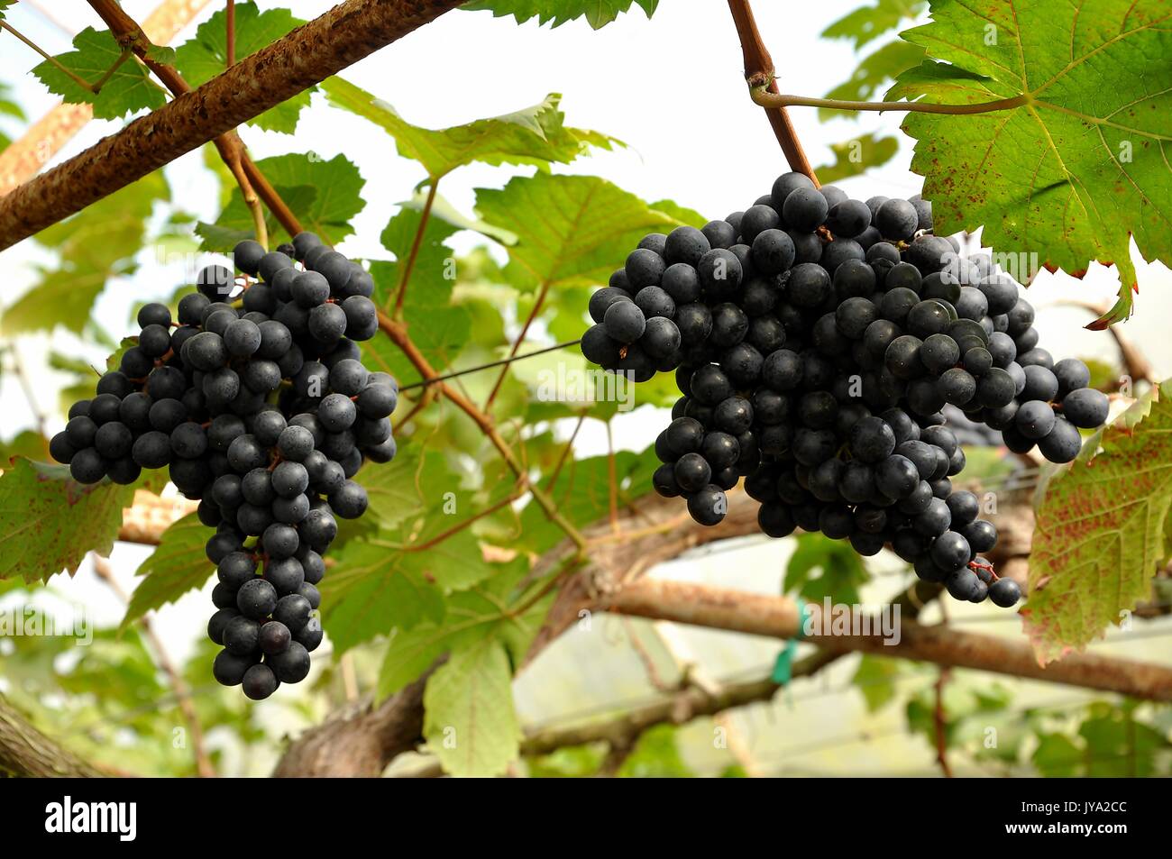 Grape seed extract hi-res stock photography and images - Alamy