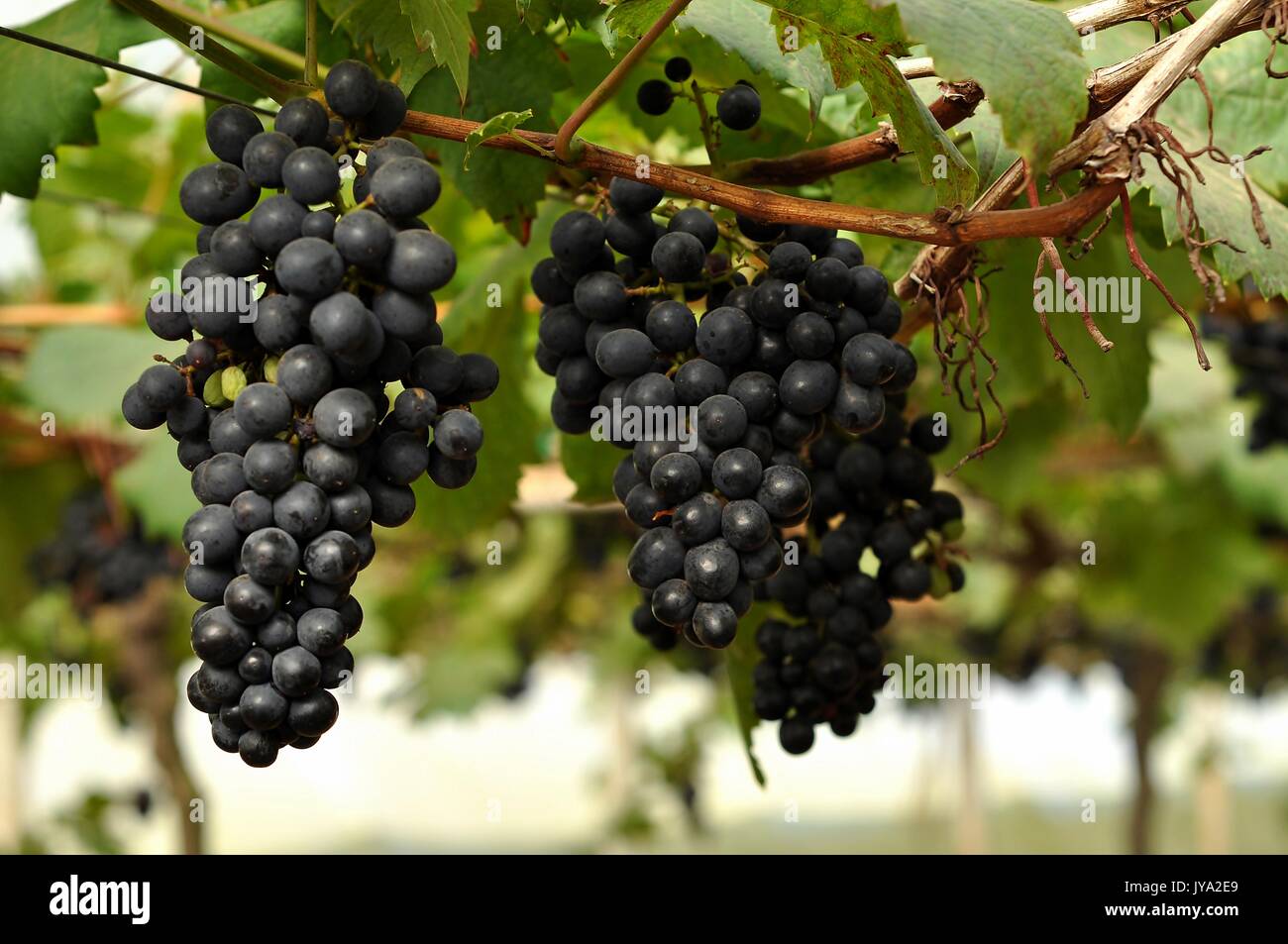 Grape seed extract hi-res stock photography and images - Alamy
