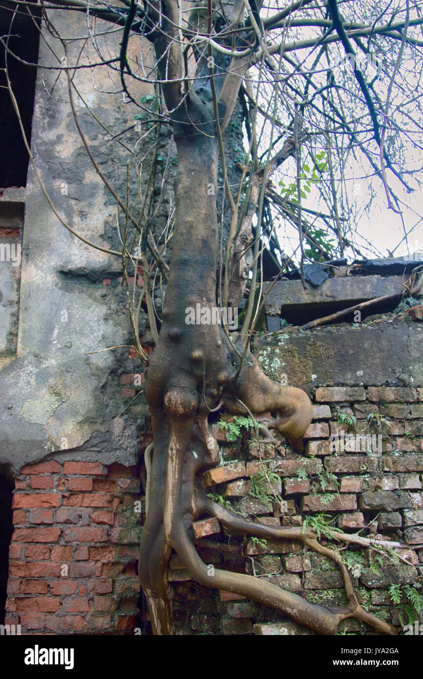 Perseverance and power of life concept. Powerful tropical plants. Tree ...