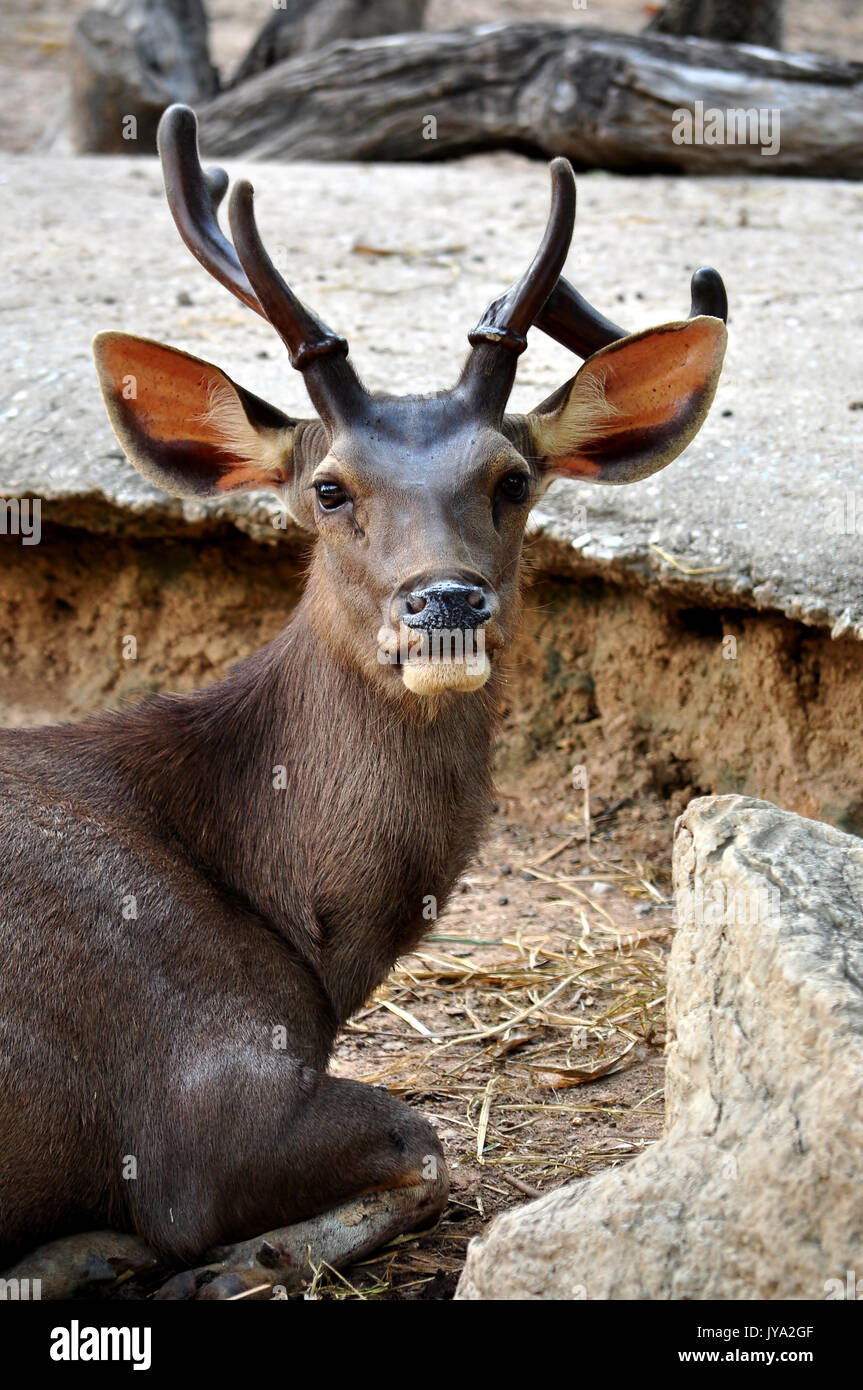 The Sambar is a large deer native to southern and southeast Asia Stock ...