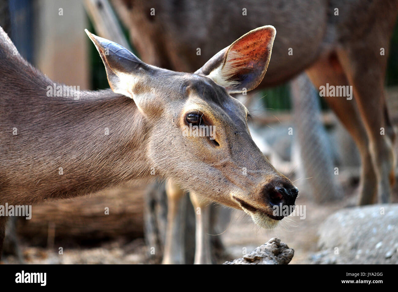 The Sambar is a large deer native to southern and southeast Asia Stock ...