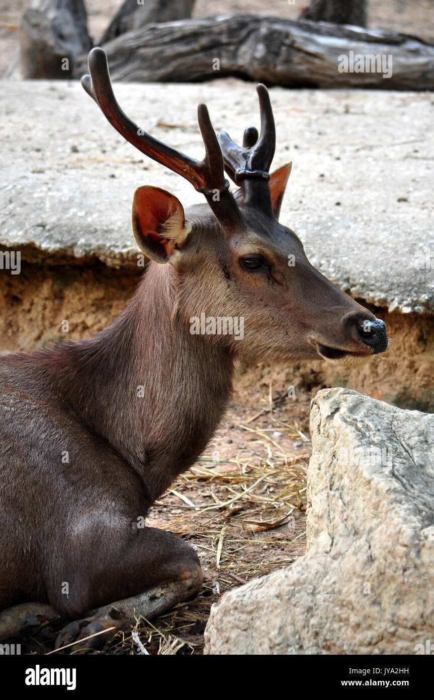 The Sambar is a large deer native to southern and southeast Asia Stock ...