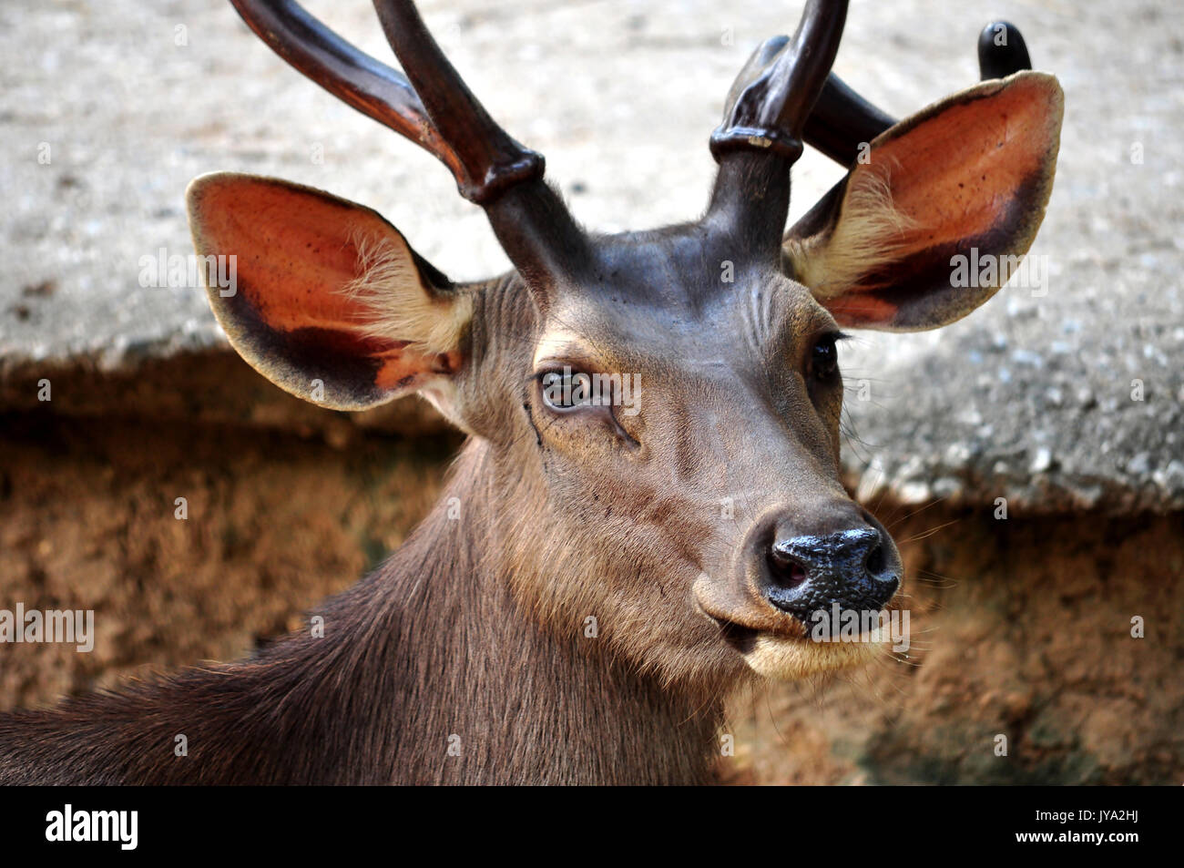 The Sambar is a large deer native to southern and southeast Asia Stock ...