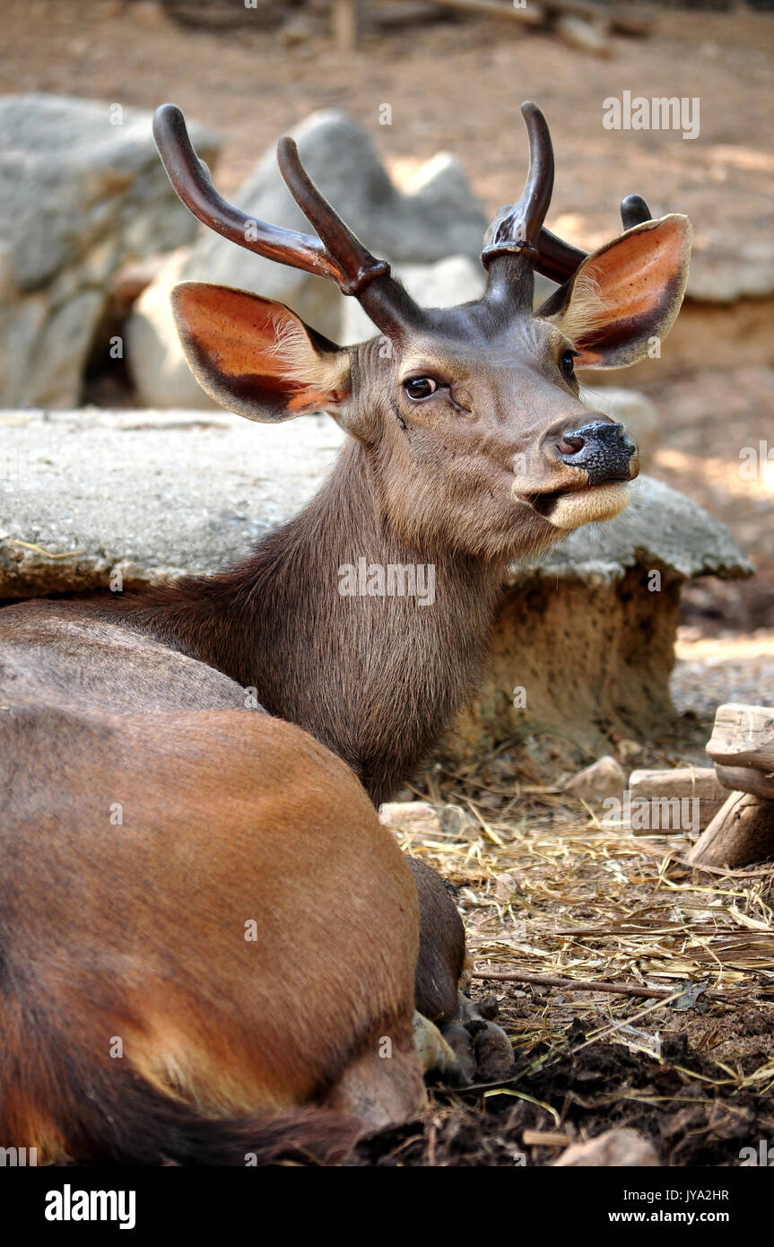 Asian elk hi-res stock photography and images - Alamy