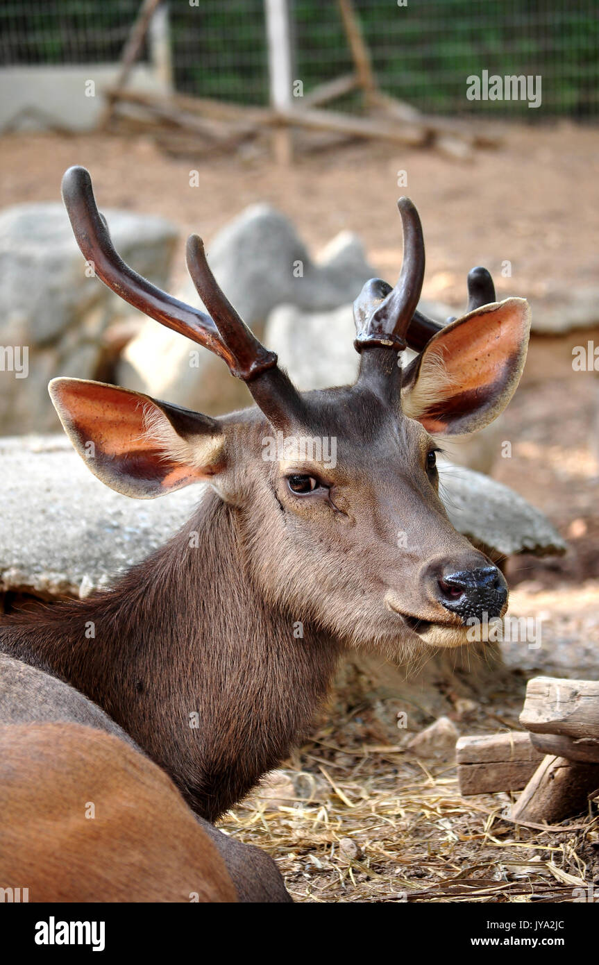 The Sambar is a large deer native to southern and southeast Asia Stock ...