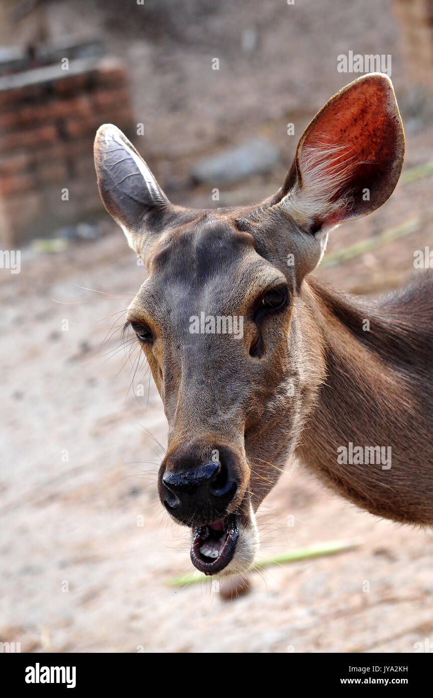The Sambar is a large deer native to southern and southeast Asia Stock ...
