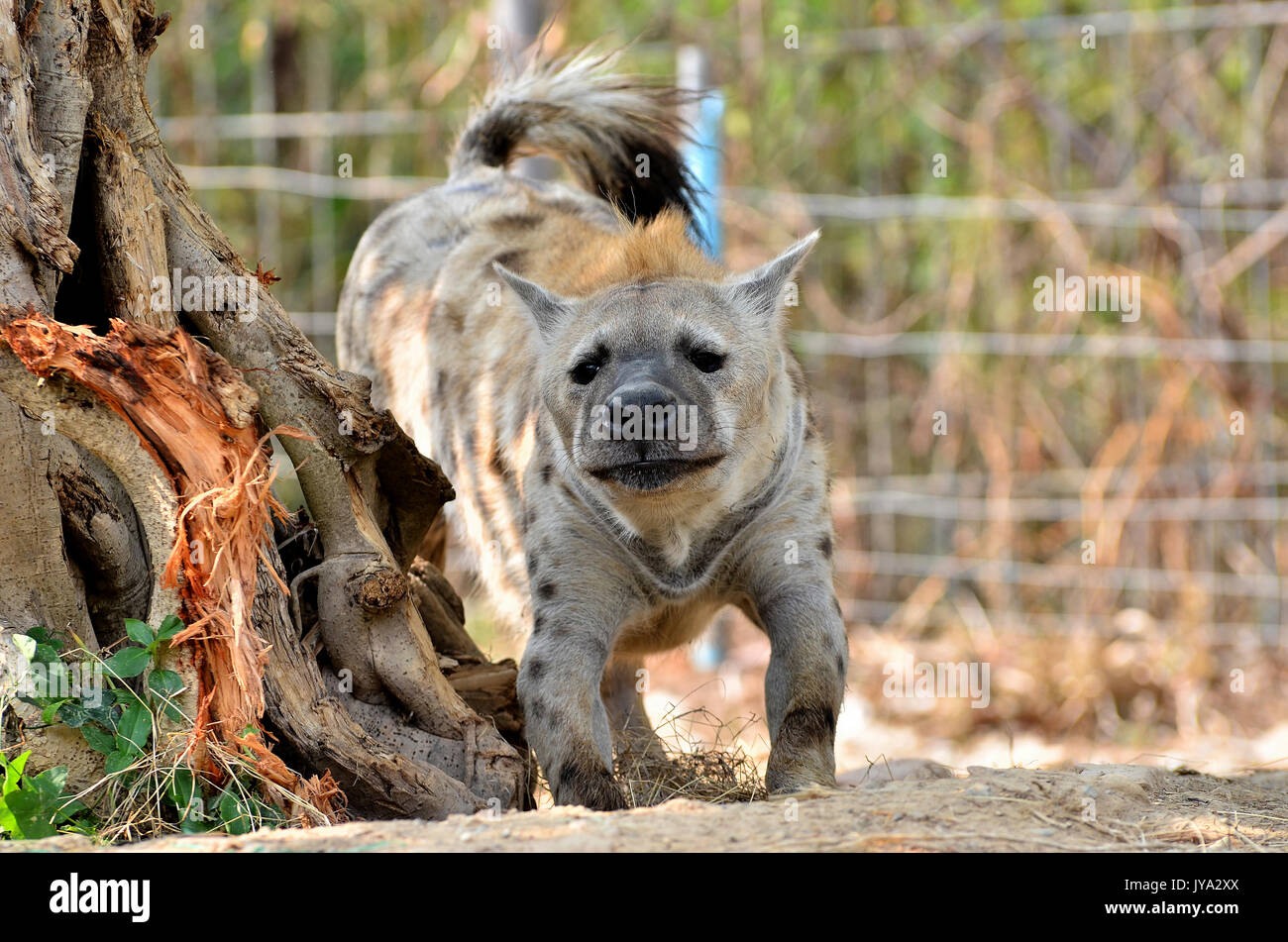 The spotted hyena is a highly successful animal, being the most common ...