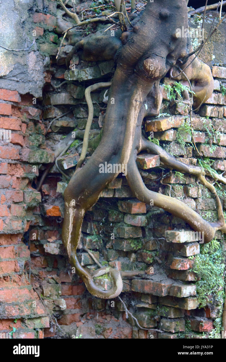 Perseverance and power of life concept. Powerful tropical plants. Tree ...