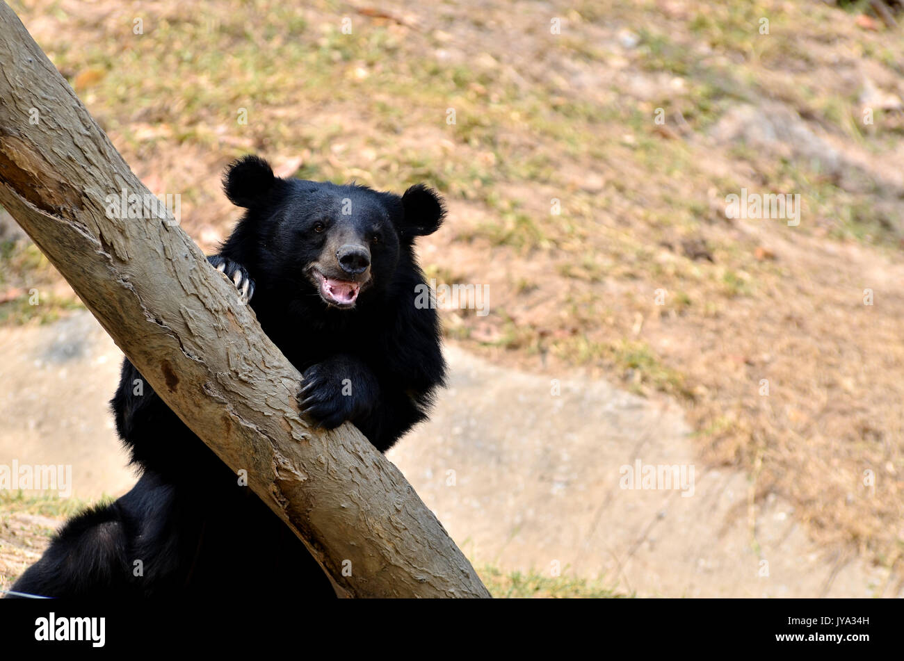 Captive male brown bear face hi-res stock photography and images - Alamy